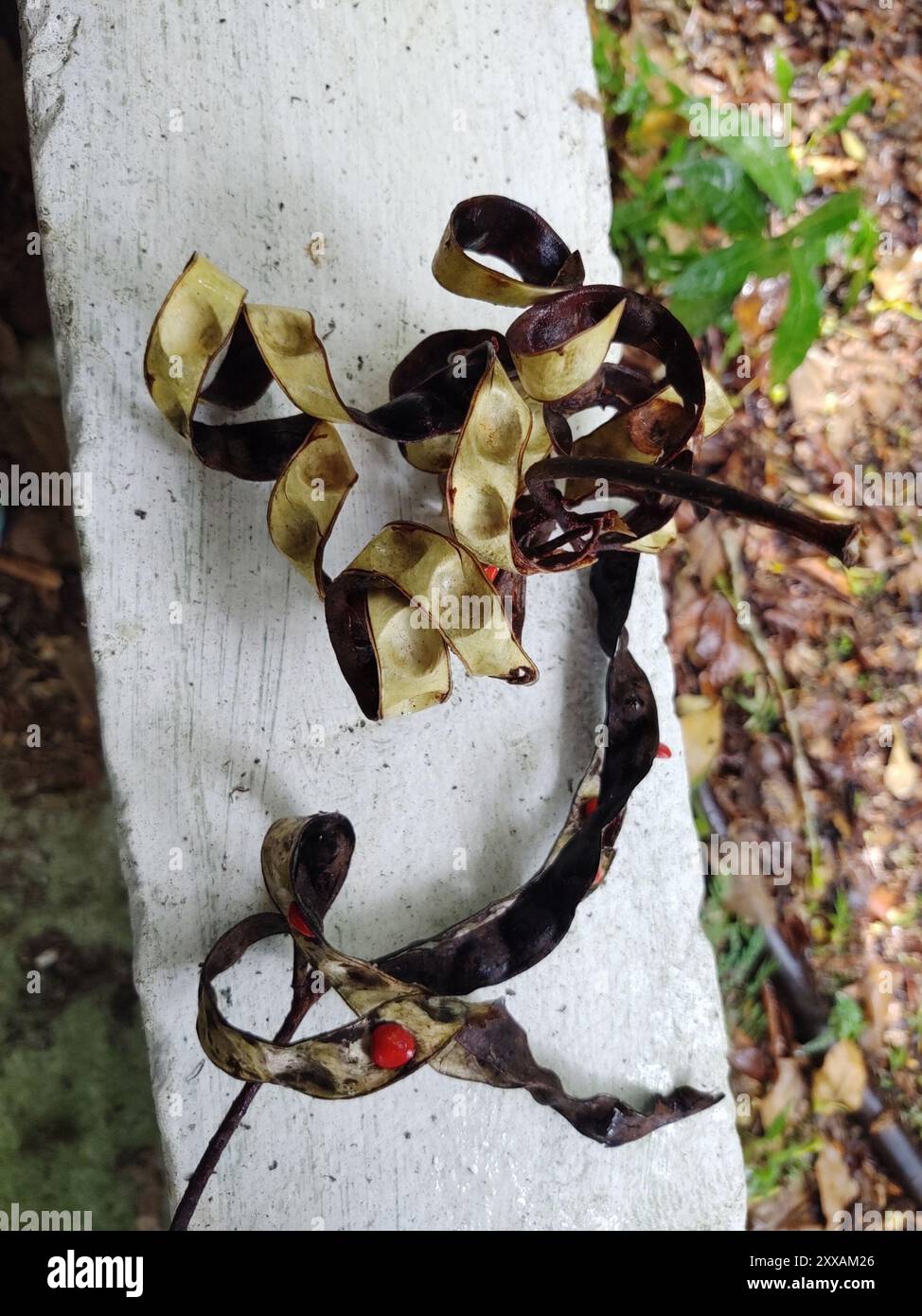 Saga Tree (Adenanthera pavonina) Plantae Stock Photo - Alamy