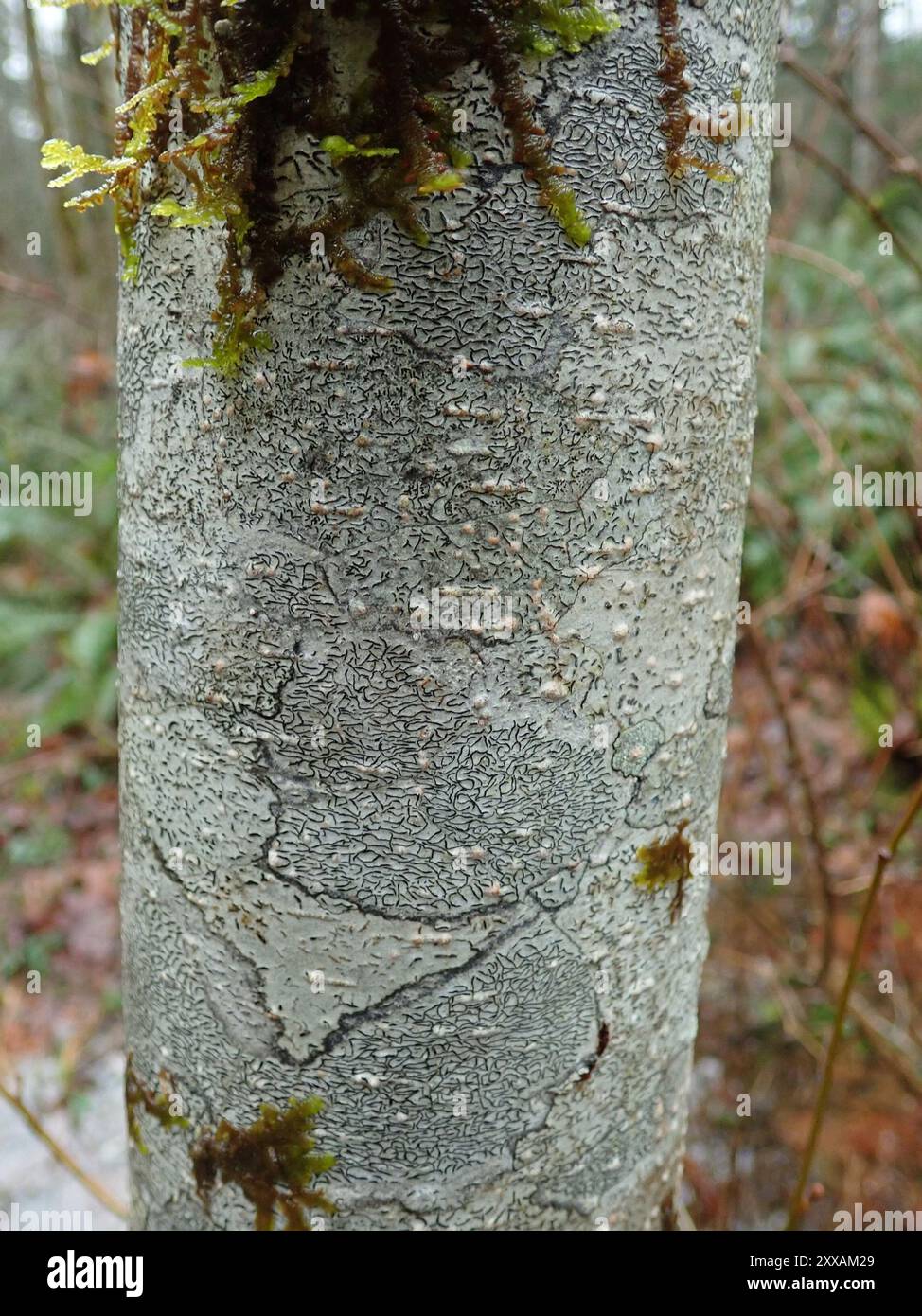 Common Script Lichen (Graphis scripta) Fungi Stock Photo - Alamy