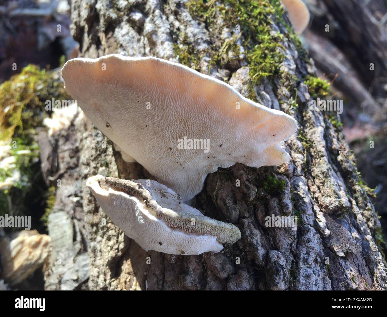Lumpy Bracket (Trametes gibbosa) Fungi Stock Photo - Alamy