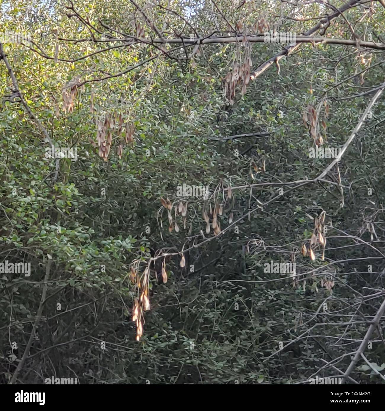 California Ash (Fraxinus dipetala) Plantae Stock Photo - Alamy