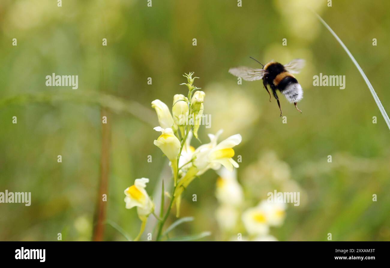 Erdhummel bombus terrestris oder dunkle erdhummel hi-res stock ...