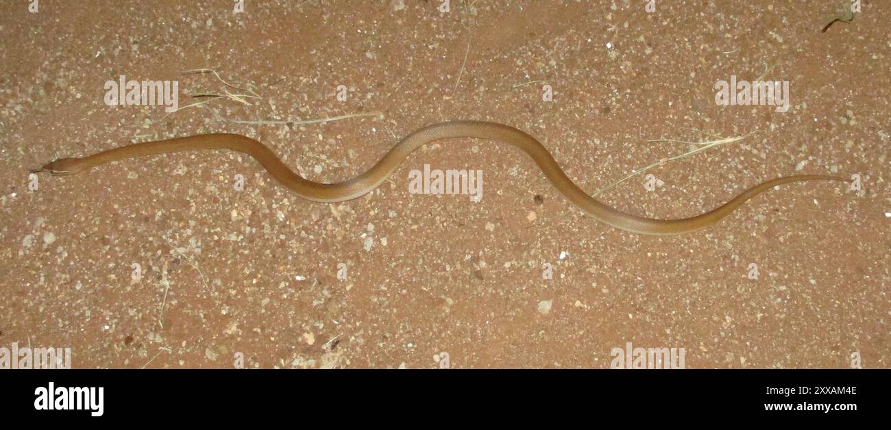 Cape House Snake (Boaedon capensis) Reptilia Stock Photo - Alamy