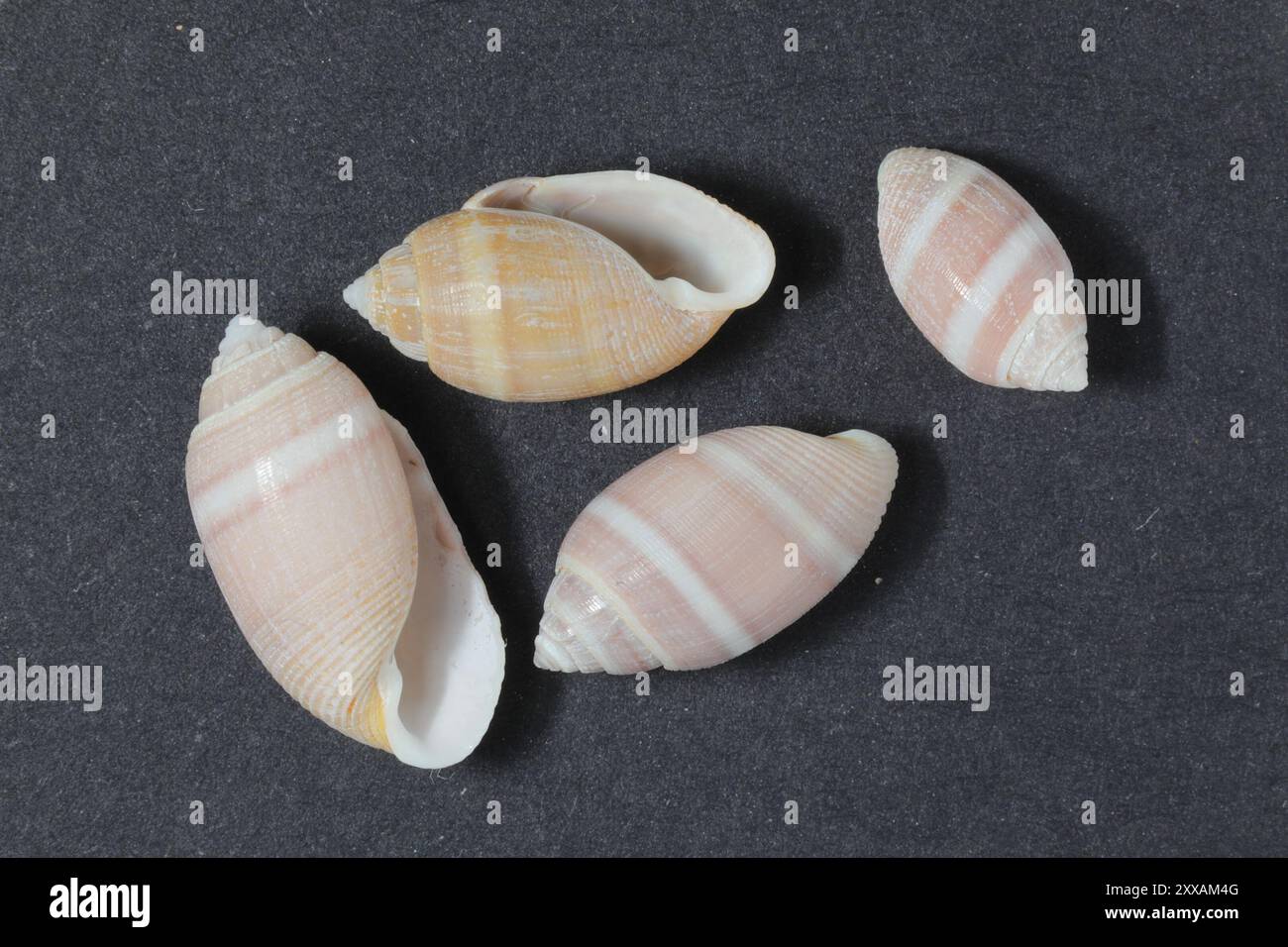 Beerbarrel Shell (Acteon tornatilis) Mollusca Stock Photo - Alamy