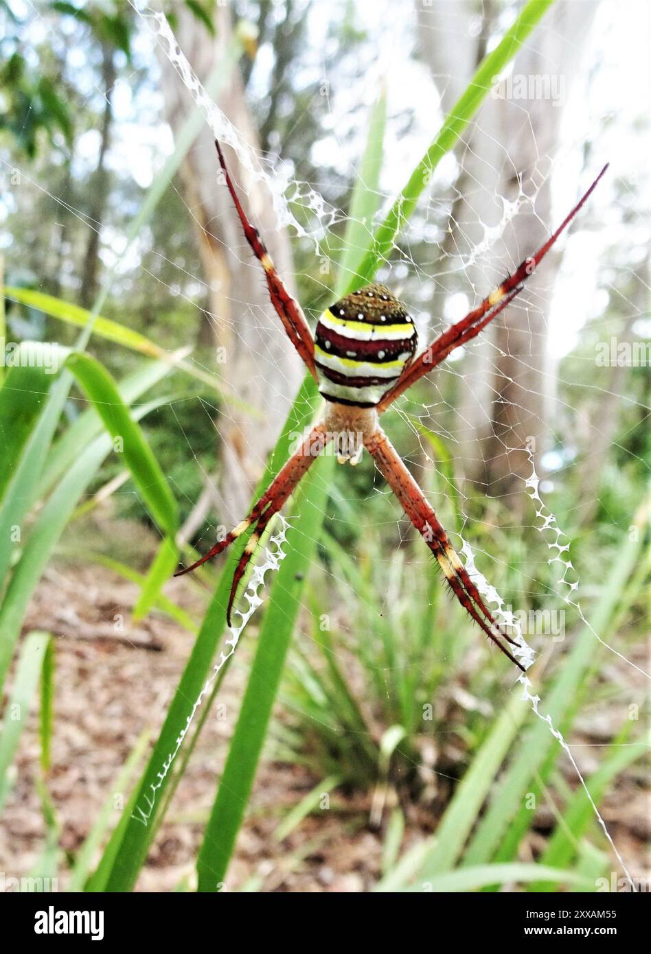 Saint Andrew's Cross Spider (Argiope keyserlingi) Arachnida Stock Photo - Alamy