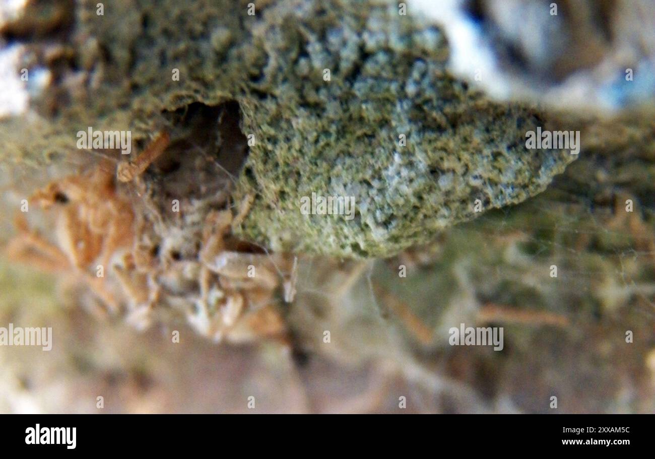 Typical Cobweb Spiders (Theridion) Arachnida Stock Photo - Alamy