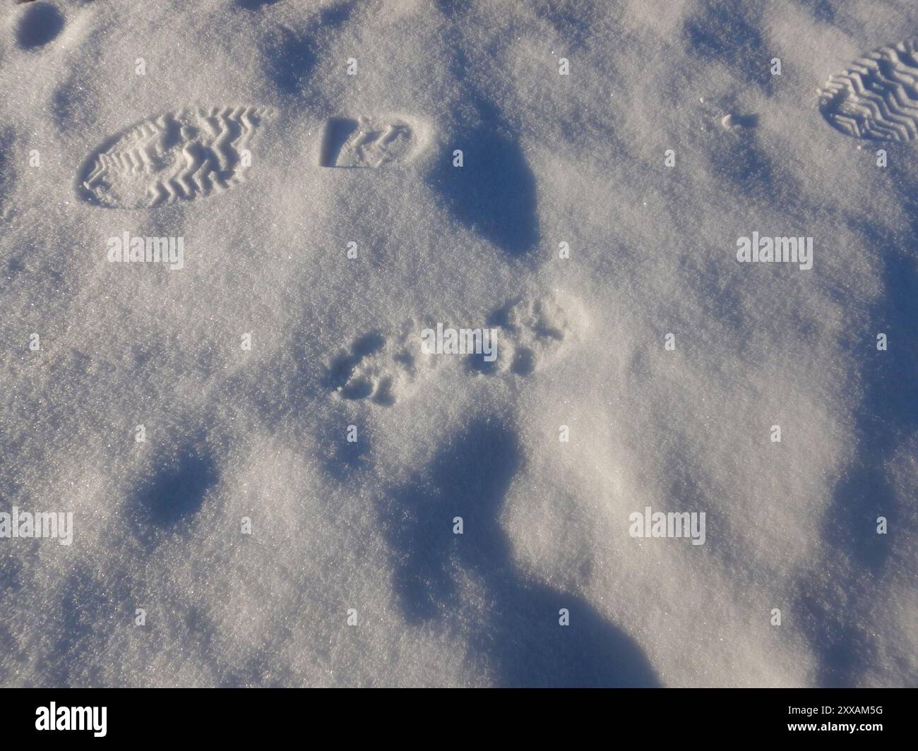 Carnivorans (Carnivora) Mammalia Stock Photo - Alamy