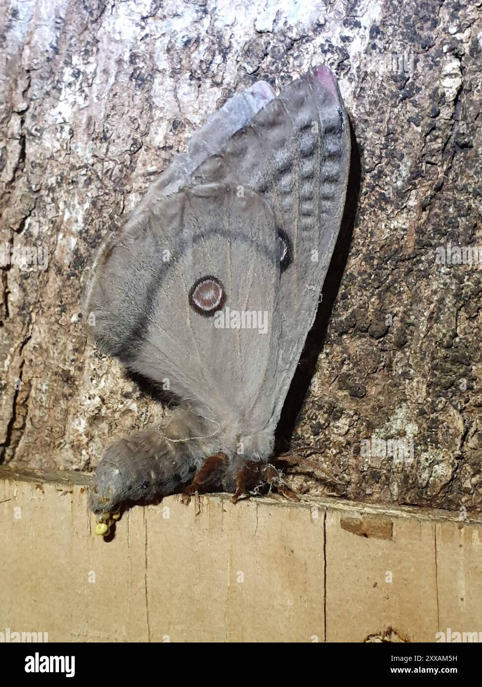 Emperor Gum Moth (Opodiphthera eucalypti) Insecta Stock Photo - Alamy