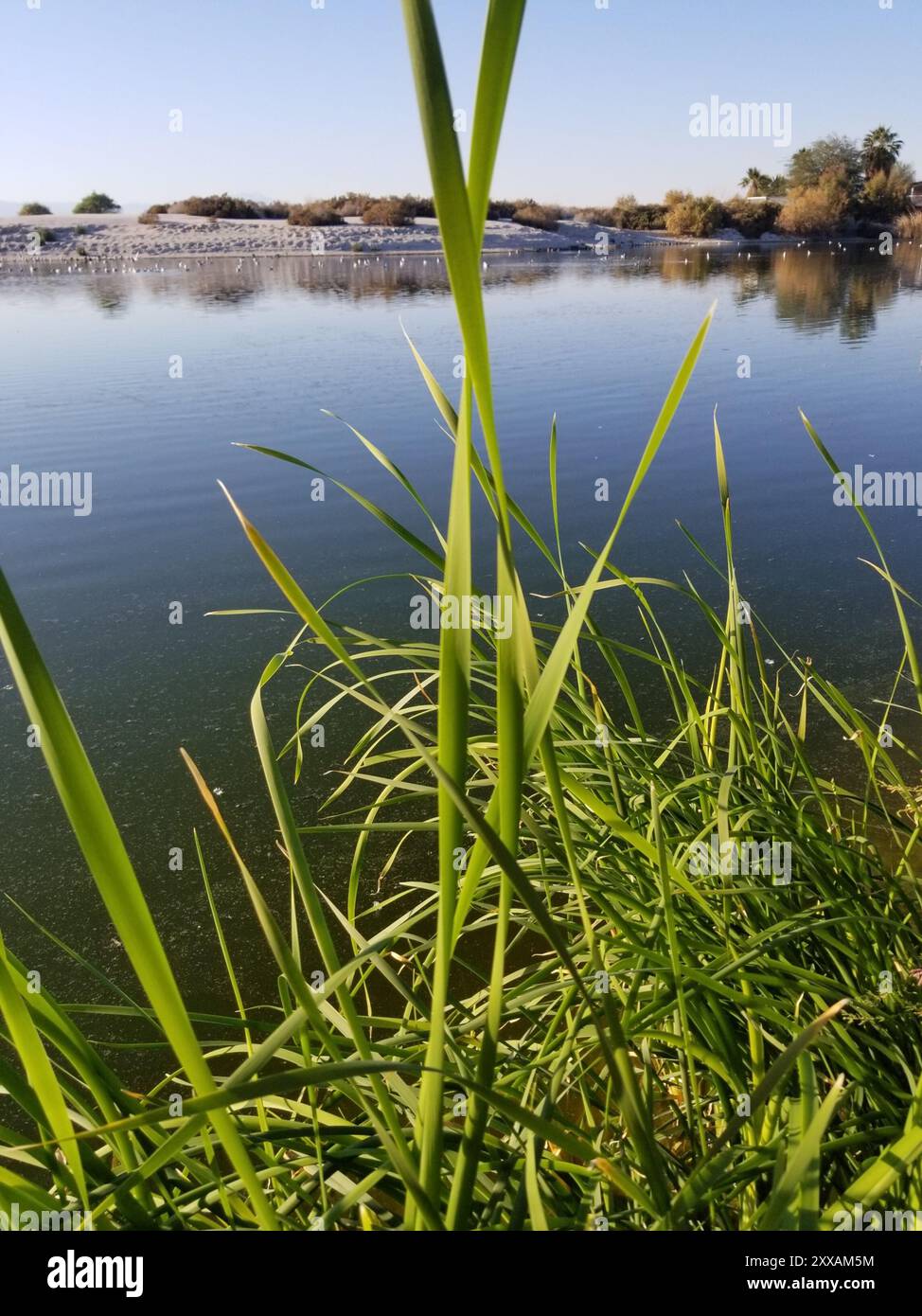 southern cattail (Typha domingensis) Plantae Stock Photo - Alamy