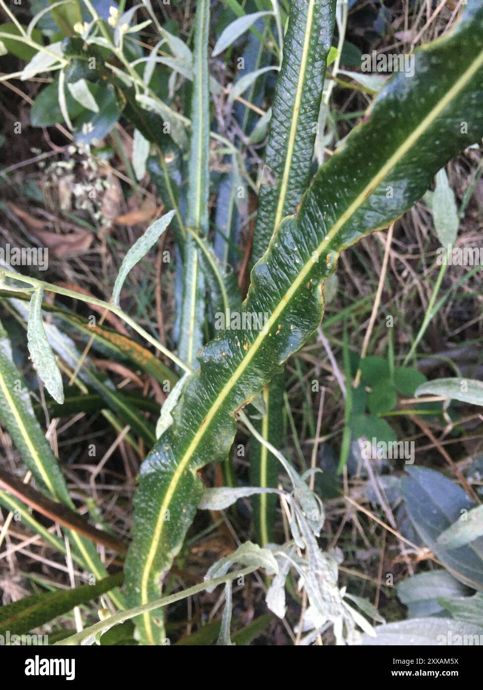 ferns (Polypodiopsida) Plantae Stock Photo - Alamy