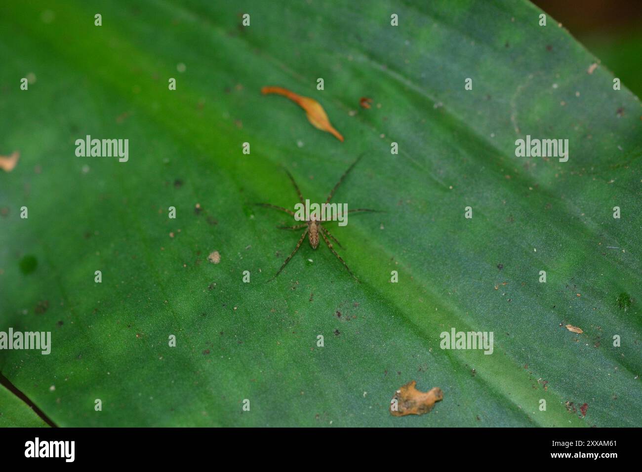 Spiders (Araneae) Arachnida Stock Photo - Alamy