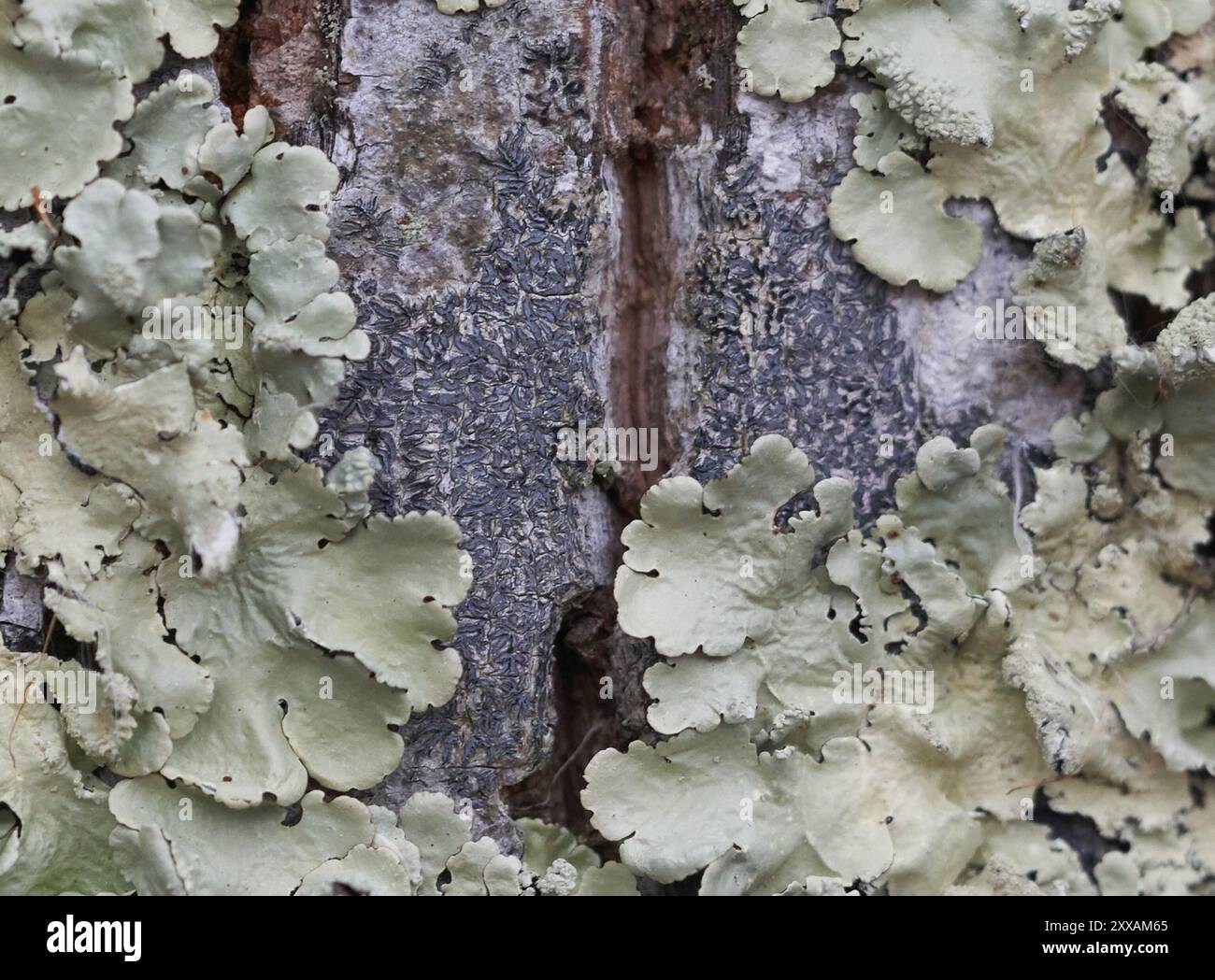 Common Script Lichen (Graphis scripta) Fungi Stock Photo - Alamy