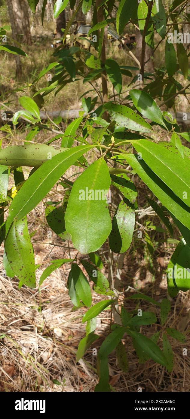 Brush Muttonwood (Myrsine howittiana) Plantae Stock Photo - Alamy