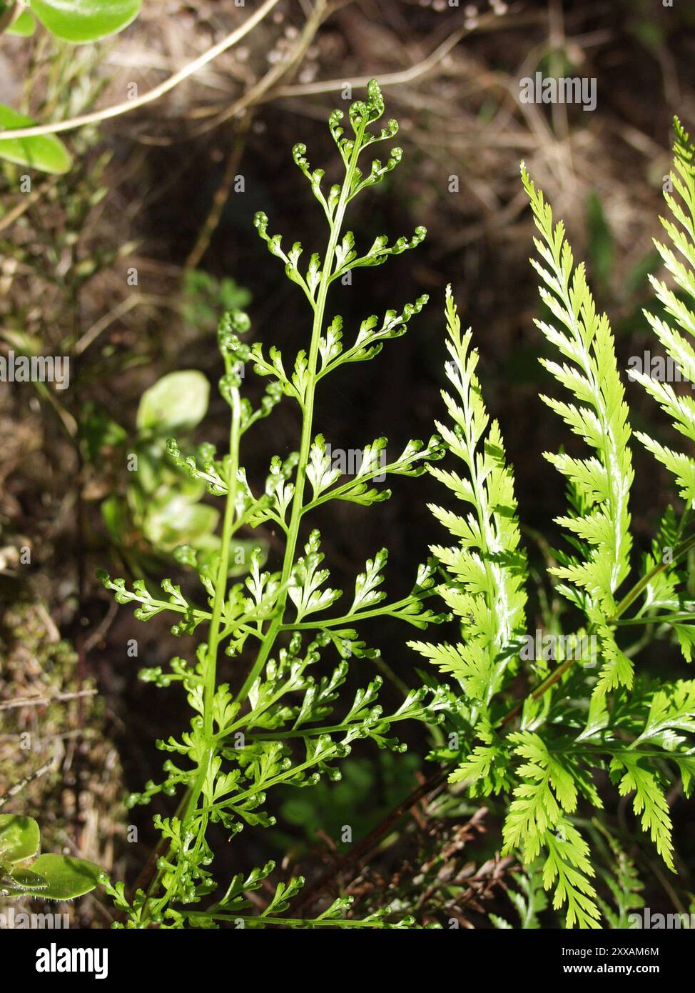 western black spleenwort (Asplenium onopteris) Plantae Stock Photo - Alamy