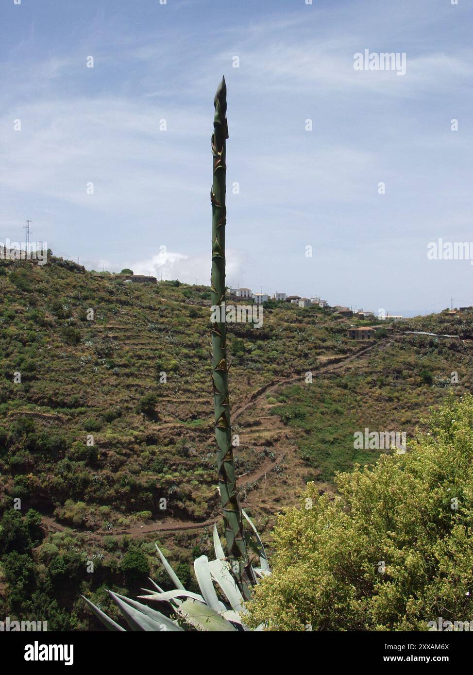 American century plant (Agave americana) Plantae Stock Photo - Alamy