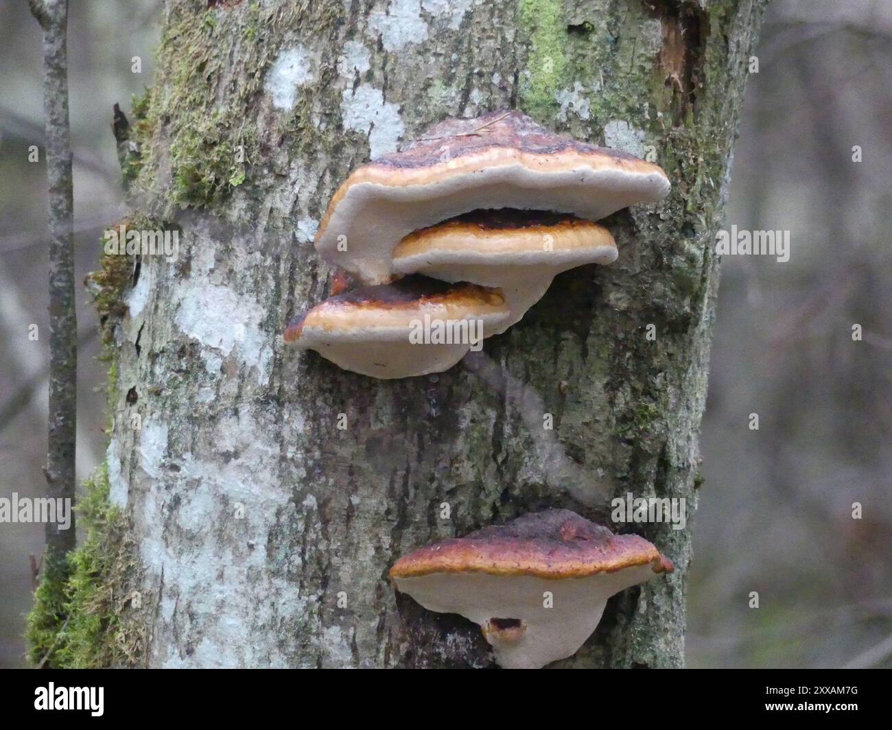 Red-banded Polypore (Fomitopsis pinicola) Fungi Stock Photo - Alamy