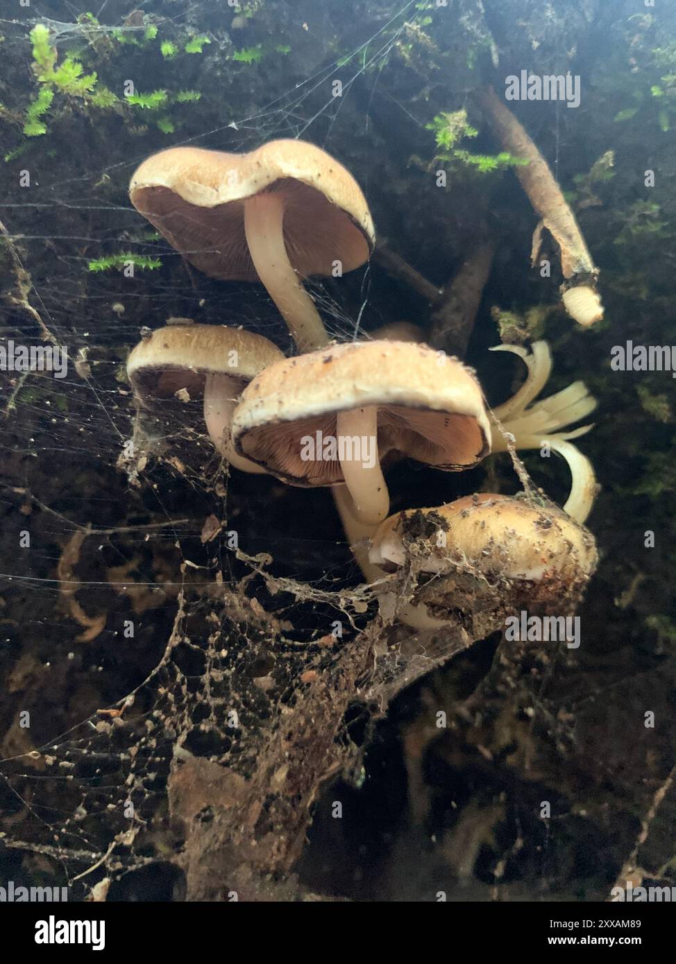 Common Stump Brittlestem (Psathyrella piluliformis) Fungi Stock Photo ...