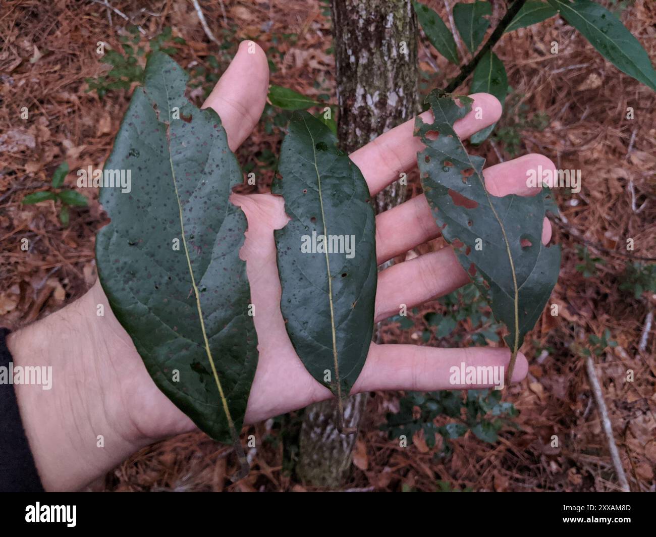 Swamp Bay (Persea palustris) Plantae Stock Photo - Alamy