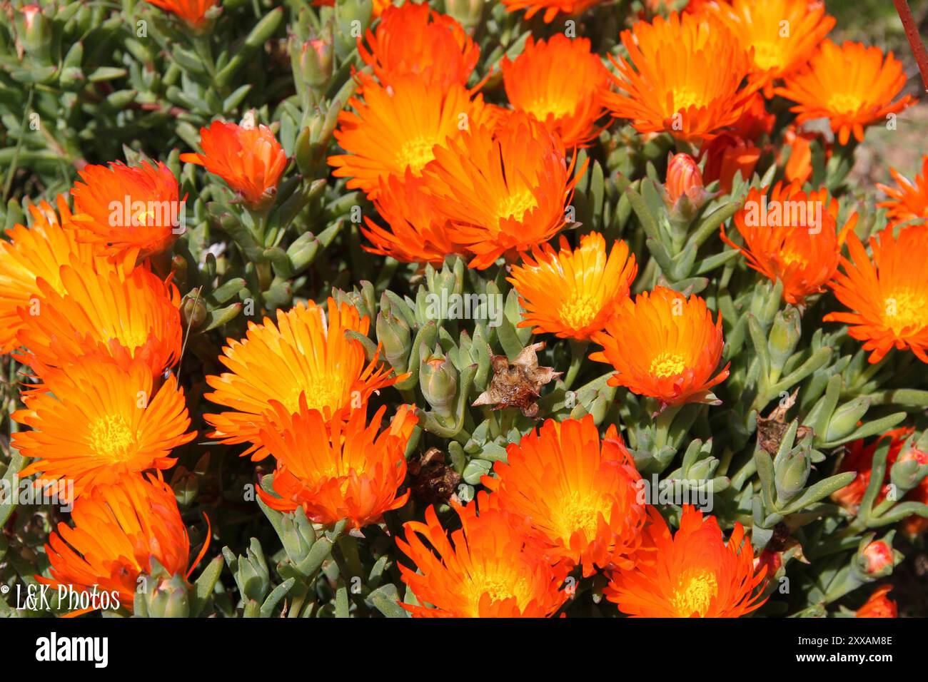 Lampranthus aureus hi-res stock photography and images - Alamy