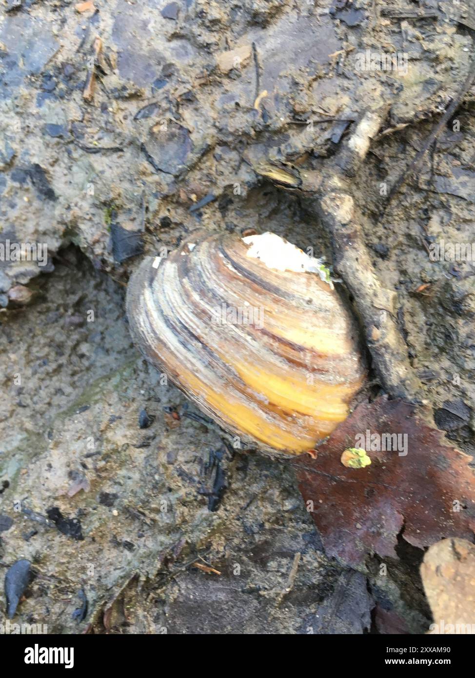 Duck Mussel (Anodonta anatina) Mollusca Stock Photo - Alamy