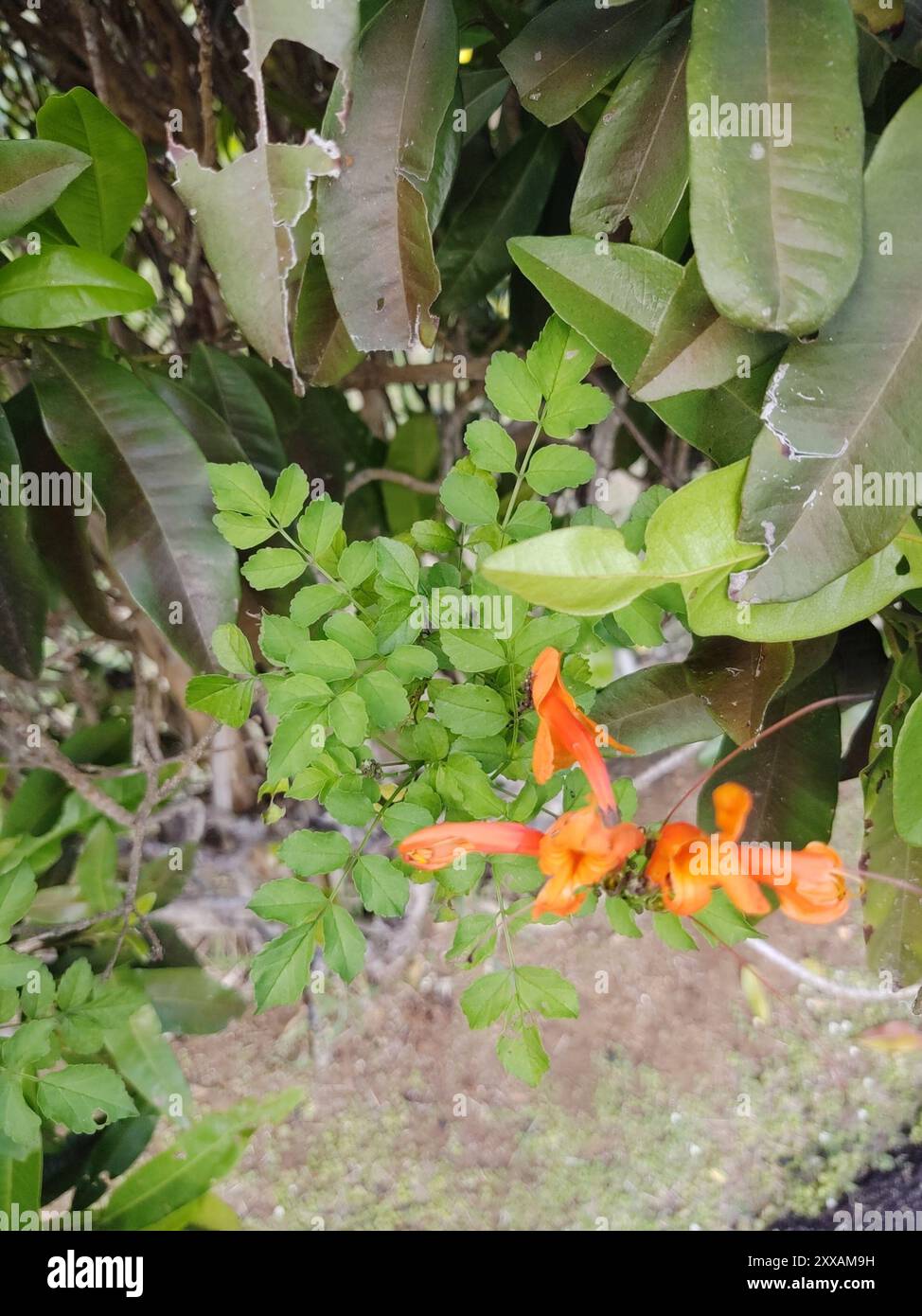 Cape Honeysuckle (Tecomaria capensis) Plantae Stock Photo - Alamy