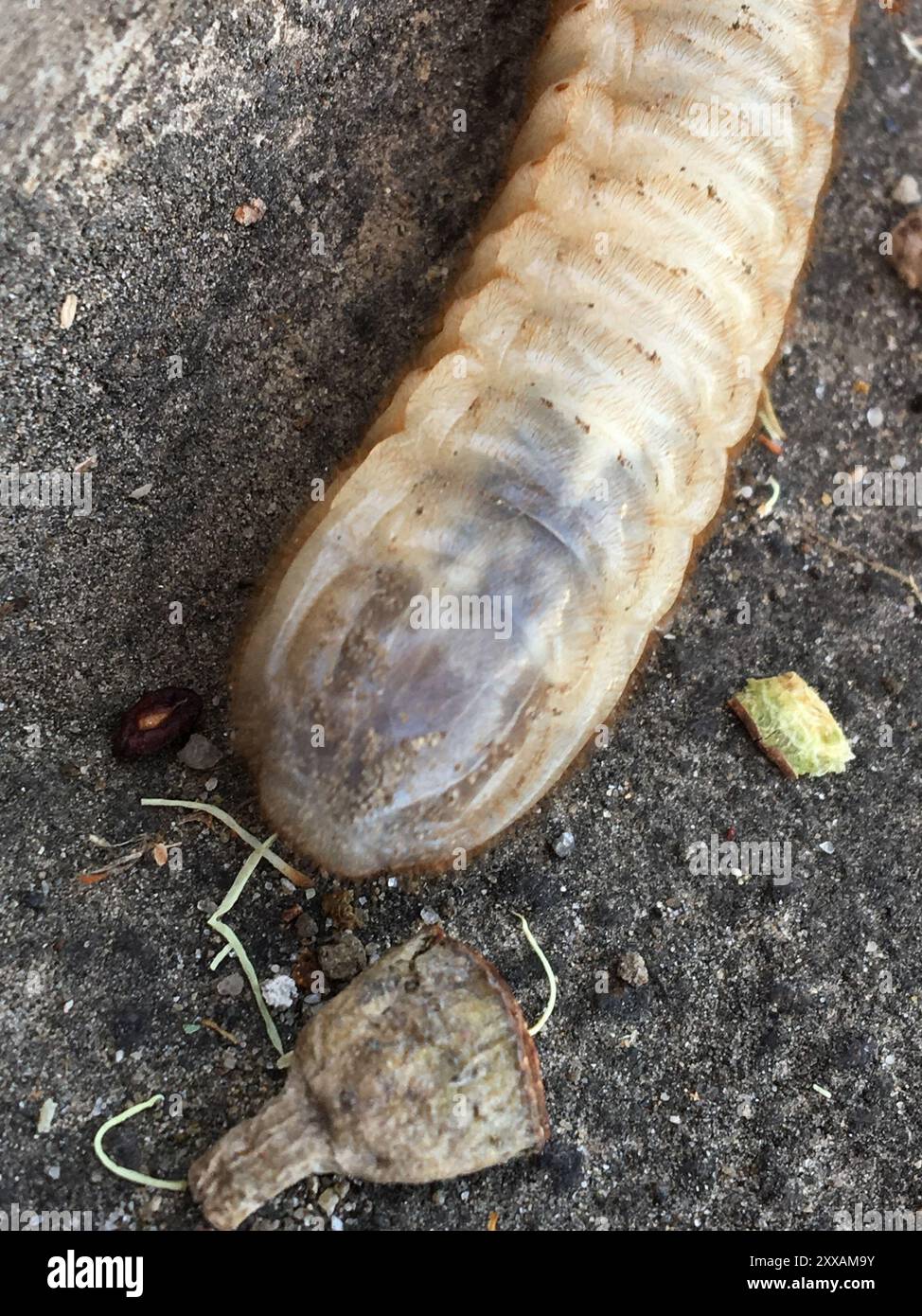 Figeater Beetle (Cotinis mutabilis) Insecta Stock Photo - Alamy