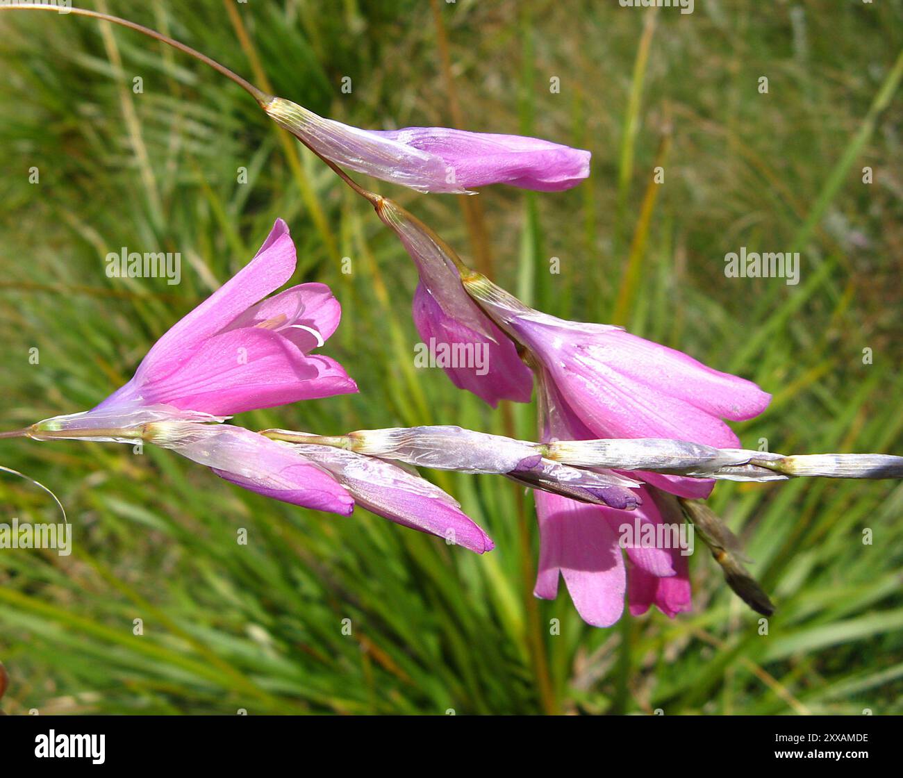 (Dierama dracomontanum) Plantae Stock Photo - Alamy