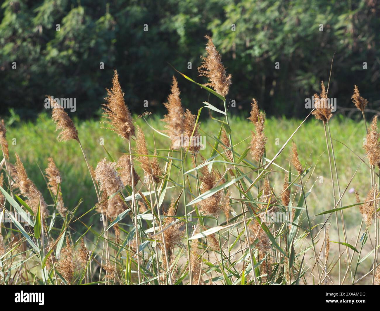 common reed (Phragmites australis) Plantae Stock Photo - Alamy