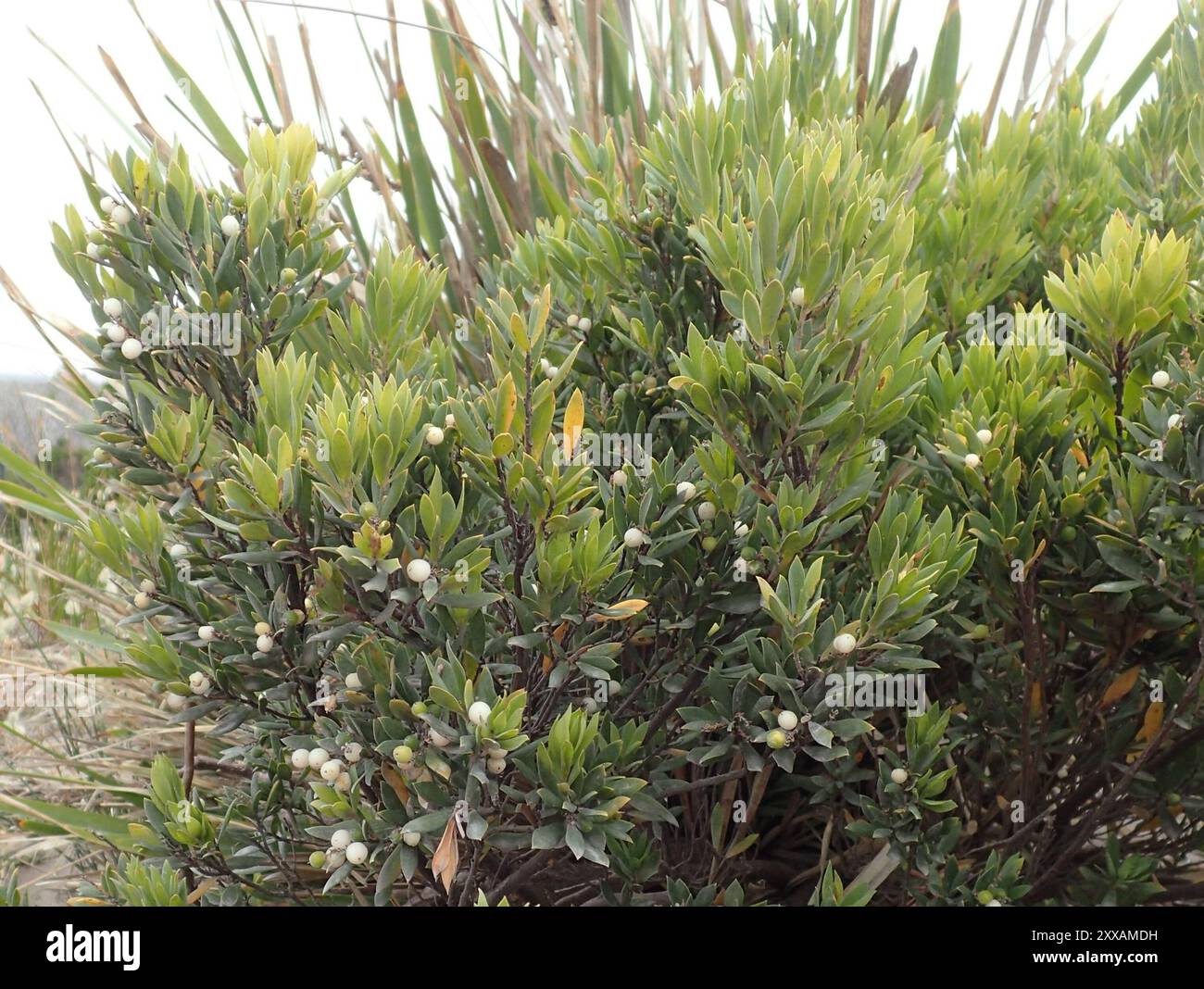 coastal beard-heath (Leucopogon parviflorus) Plantae Stock Photo - Alamy