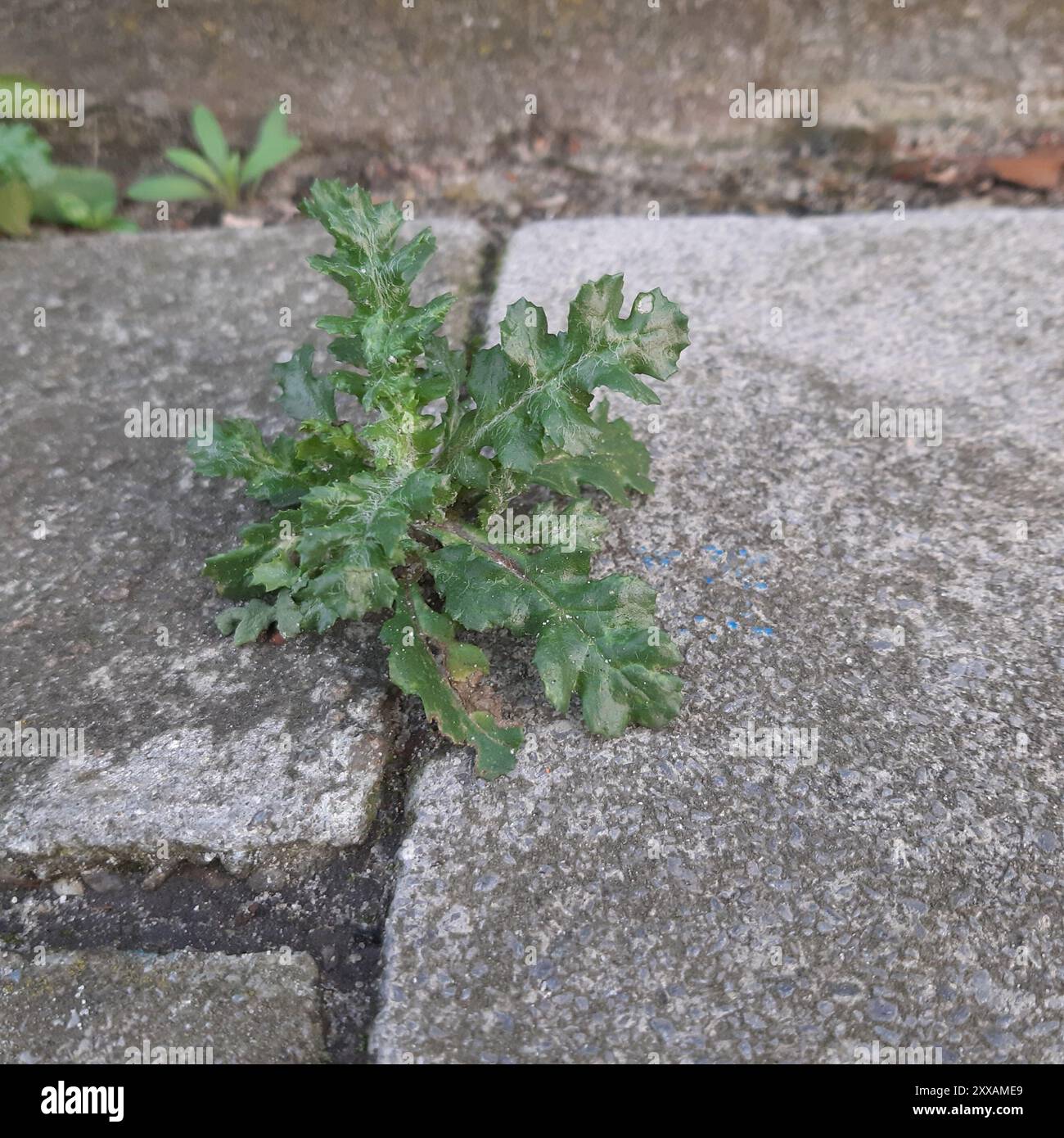 common groundsel (Senecio vulgaris) Plantae Stock Photo - Alamy