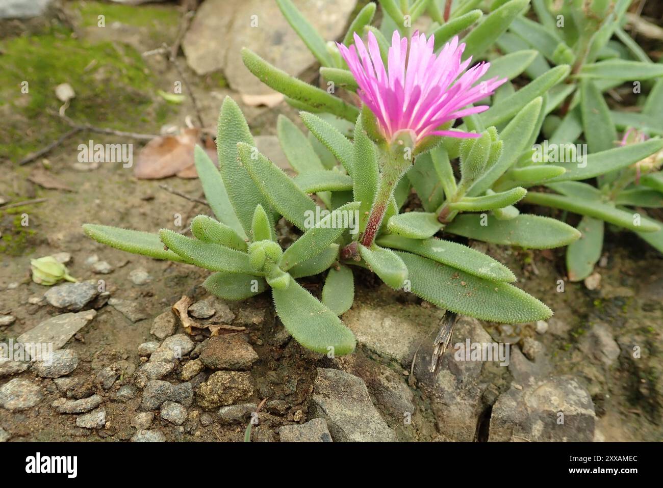 Fire Sheepfig (Delosperma sutherlandii) Plantae Stock Photo - Alamy