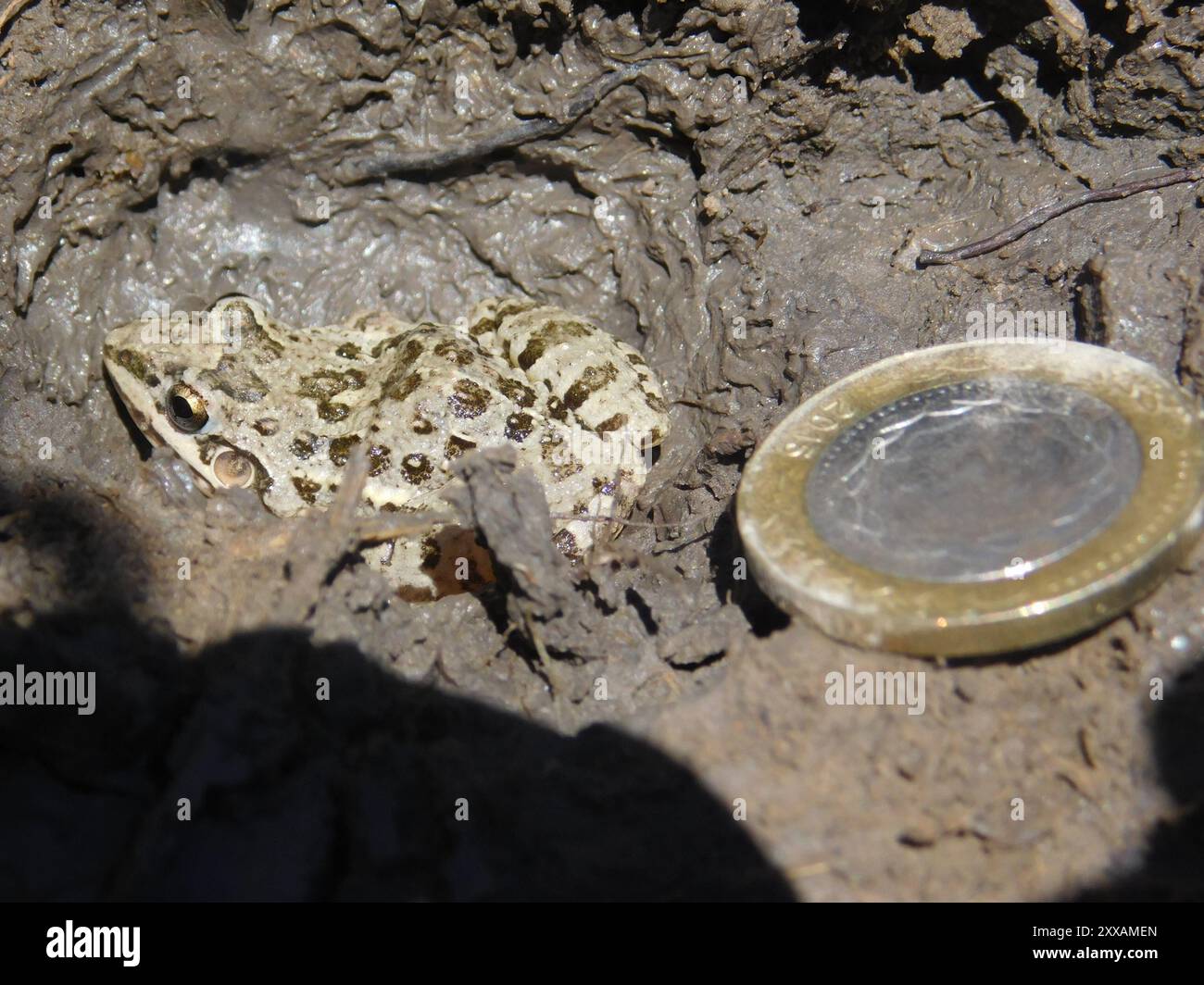 Oven Frog (Leptodactylus latinasus) Amphibia Stock Photo - Alamy