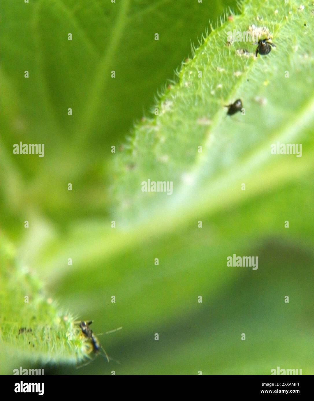 Garden Fleahopper (Microtechnites bractatus) Insecta Stock Photo - Alamy