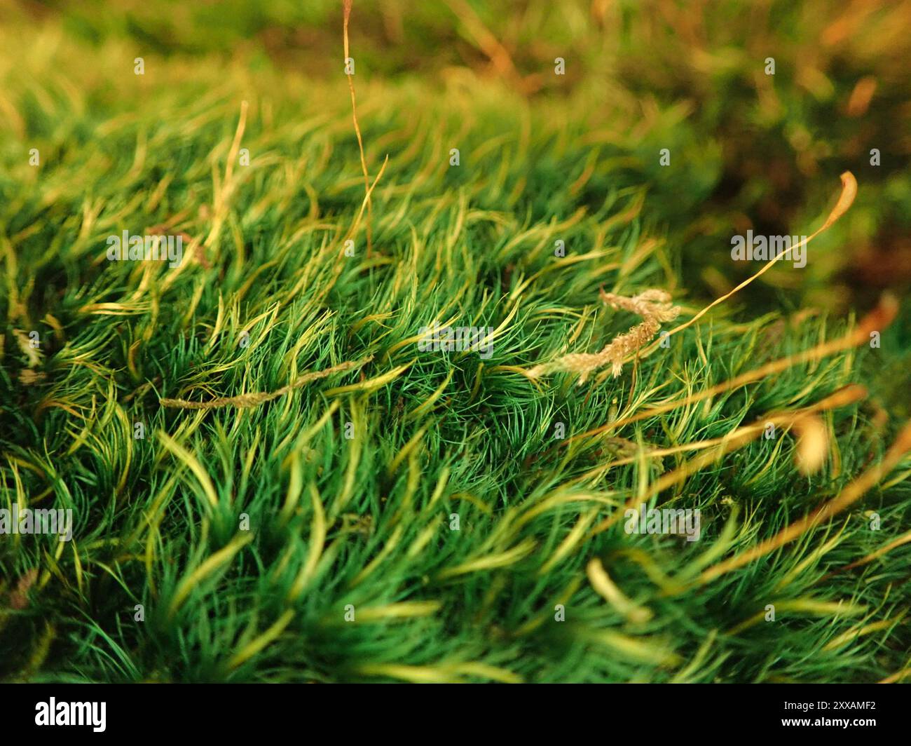 Forkmosses (Dicranum) Plantae Stock Photo - Alamy