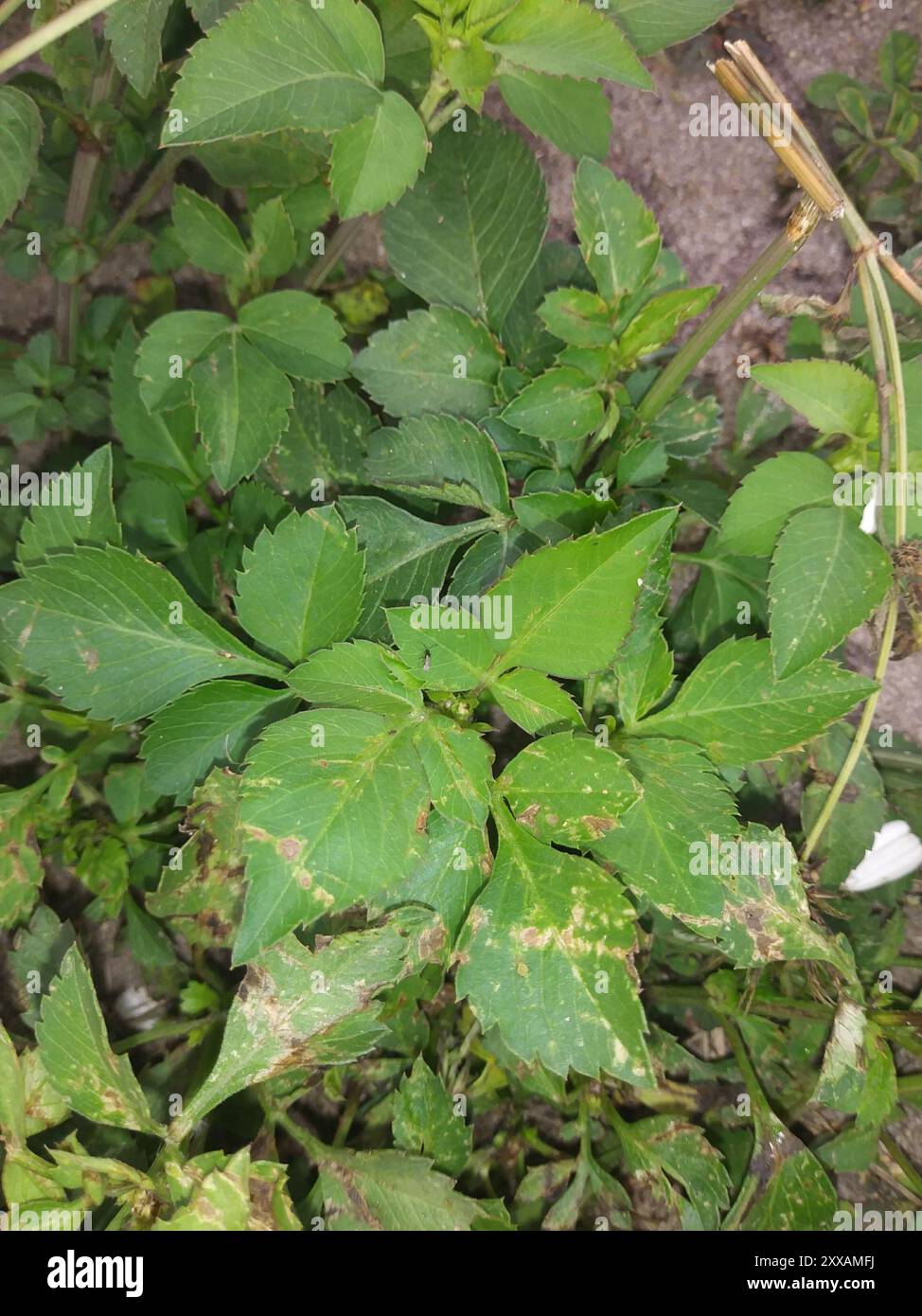 White beggarticks (Bidens alba) Plantae Stock Photo - Alamy