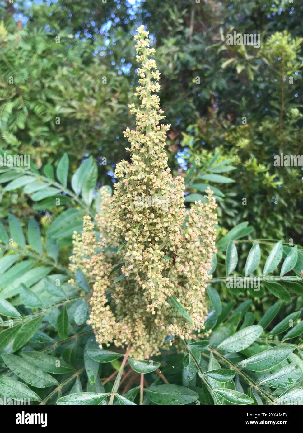 shining sumac (Rhus copallinum) Plantae Stock Photo - Alamy