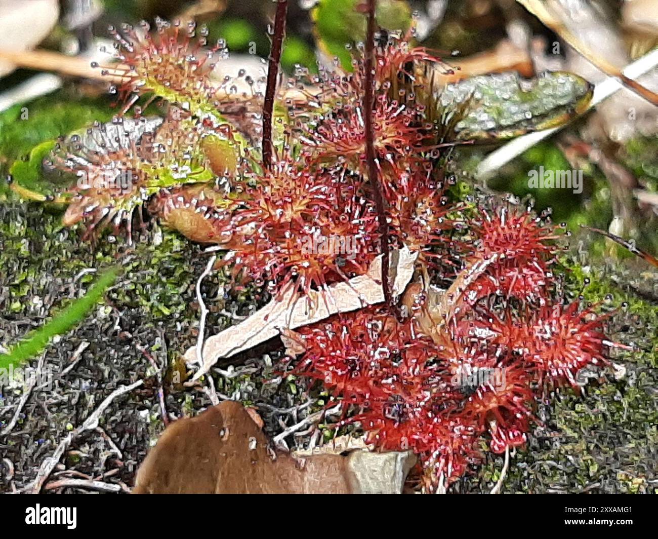 Rosy Sundew (Drosera spatulata) Plantae Stock Photo - Alamy