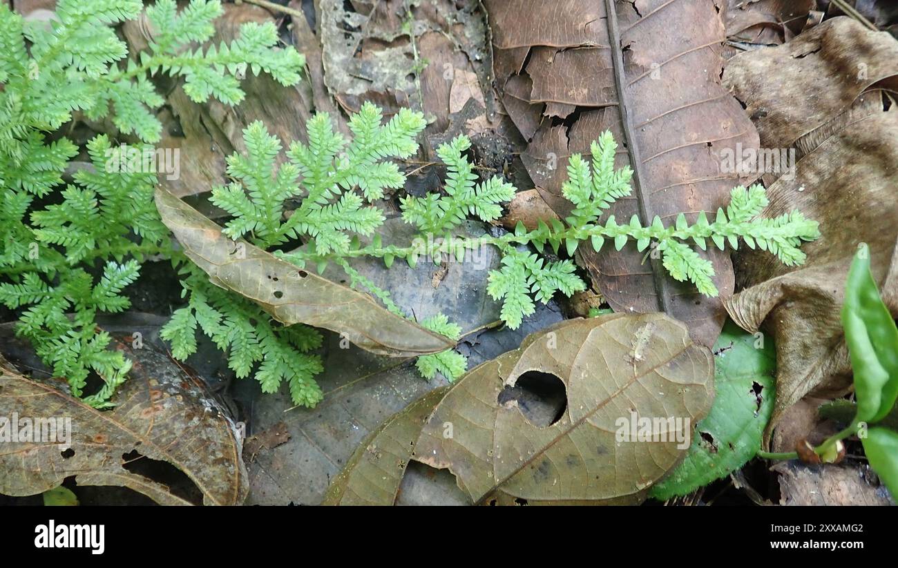 spikemosses (Selaginella) Plantae Stock Photo - Alamy