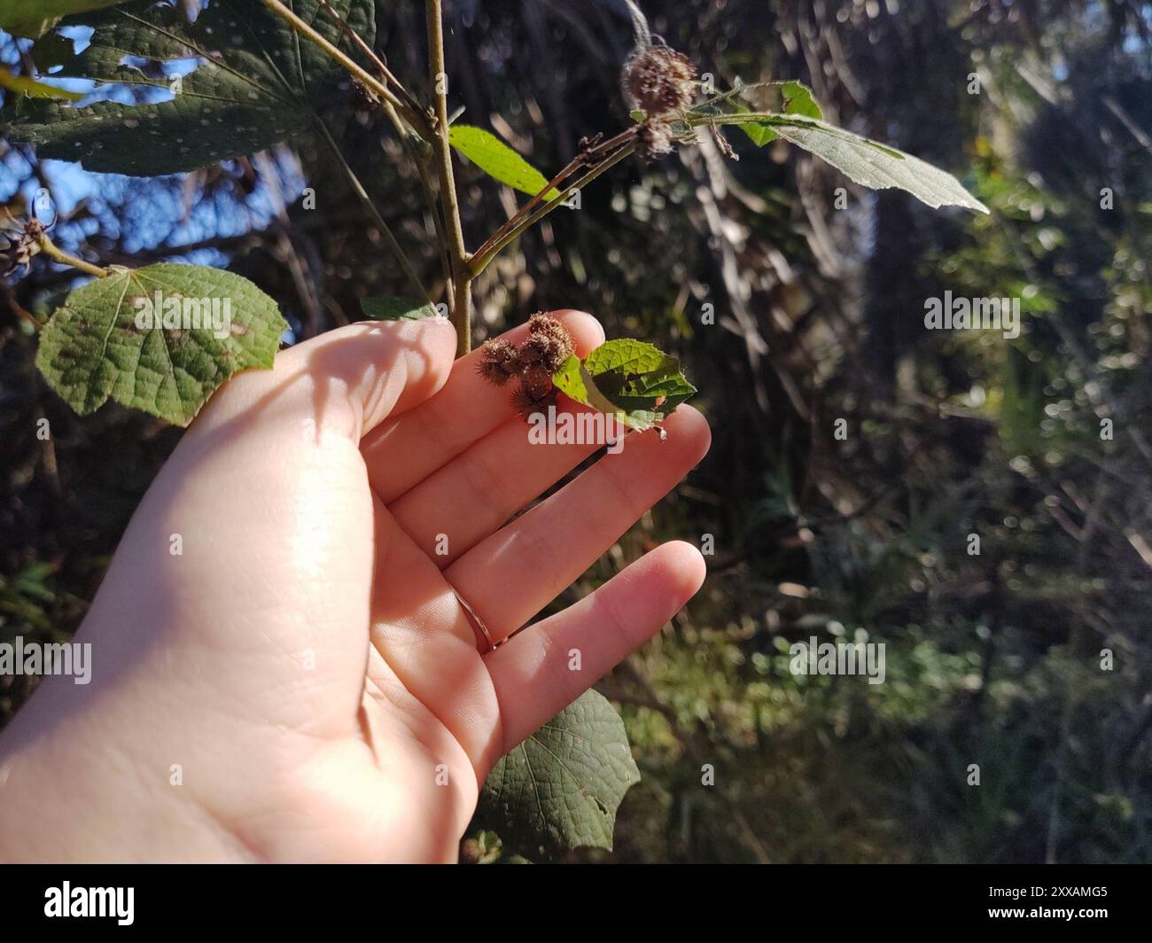 Caesar weed (Urena lobata) Plantae Stock Photo - Alamy