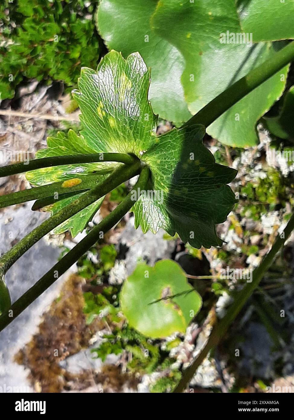 Mount Cook lily (Ranunculus lyallii) Plantae Stock Photo - Alamy
