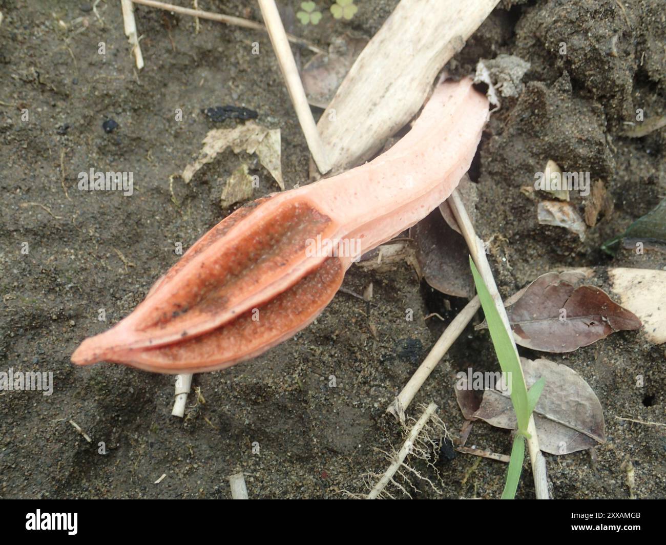 lantern stinkhorn (Lysurus mokusin) Fungi Stock Photo - Alamy