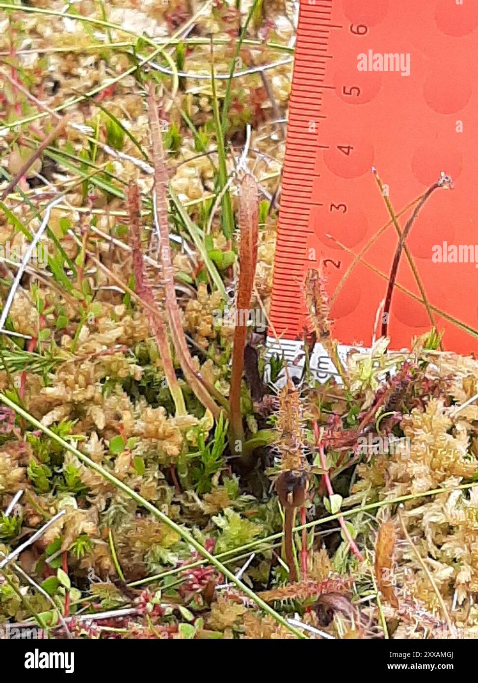 (Drosera arcturi) Plantae Stock Photo - Alamy