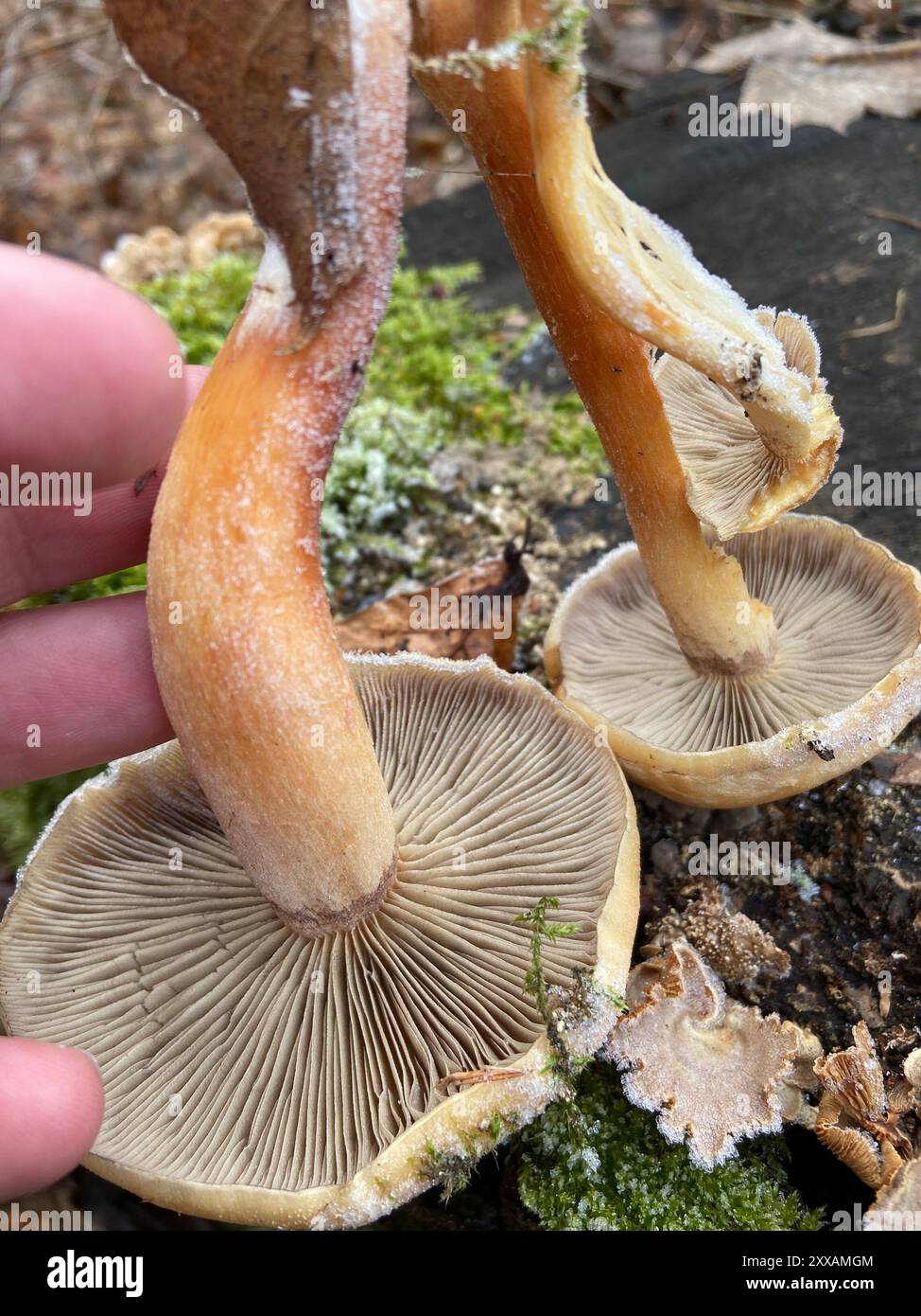 Brick Cap (Hypholoma lateritium) Fungi Stock Photo - Alamy