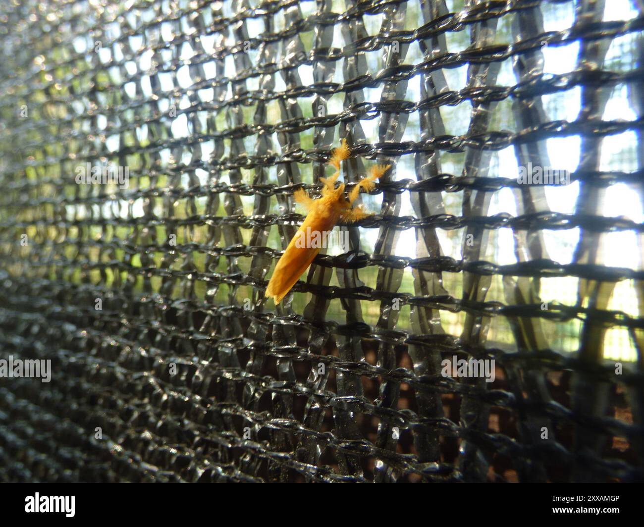 Jewel Caterpillar Moths (Dalceridae) Insecta Stock Photo - Alamy