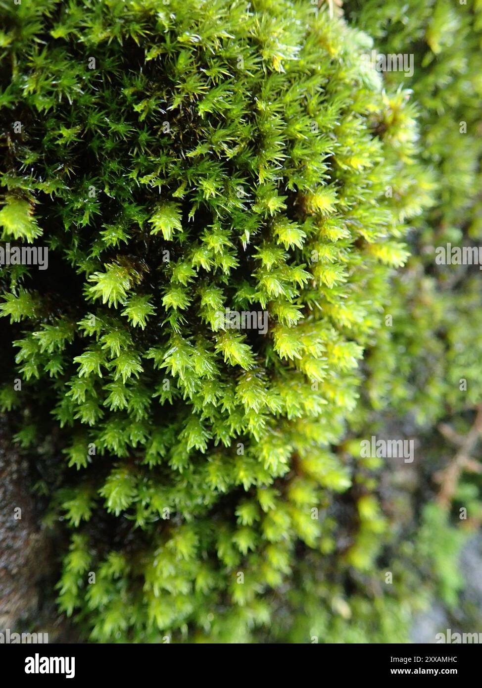 Yellow Fringe-moss (Racomitrium aciculare) Plantae Stock Photo - Alamy