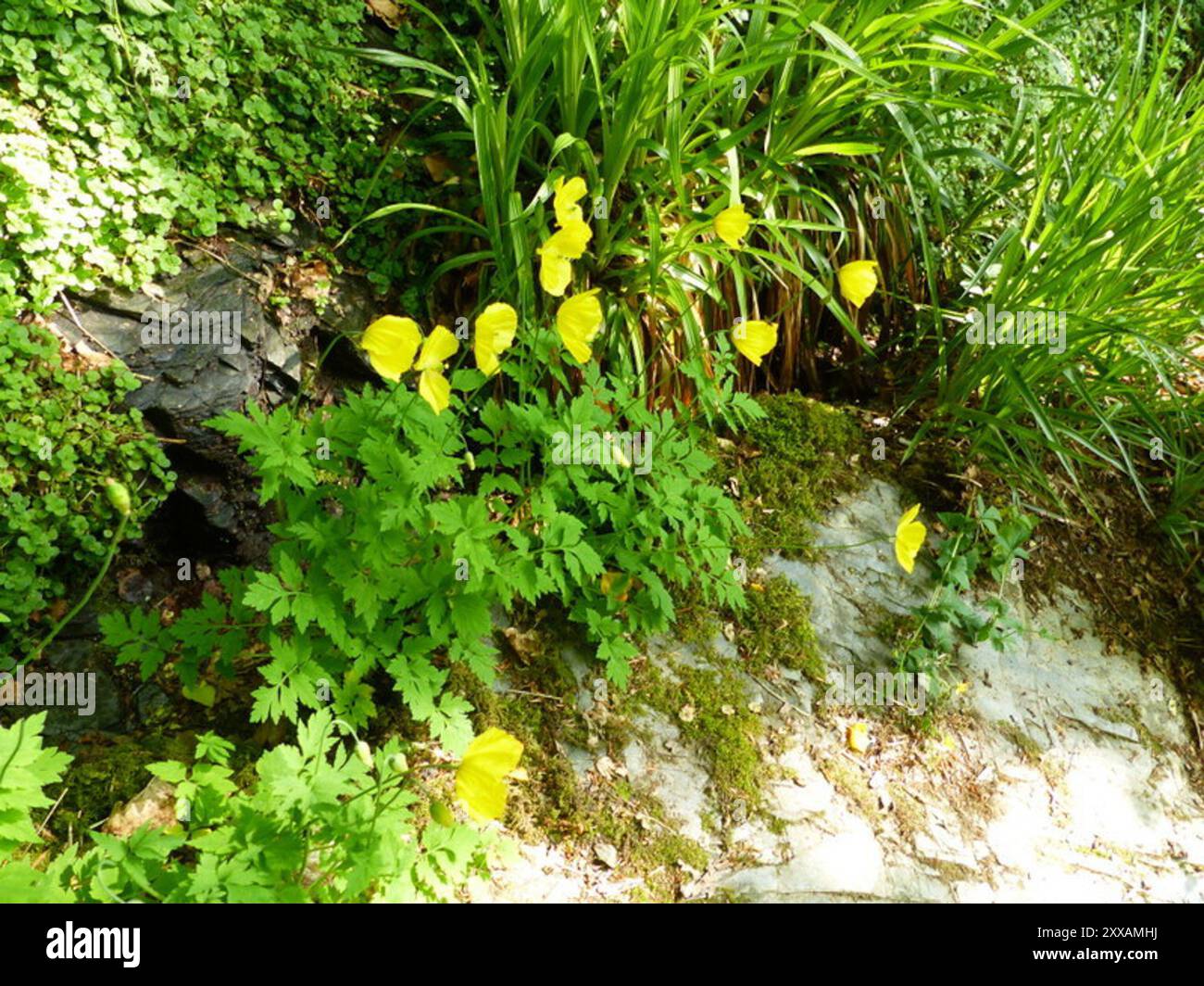 Welsh Poppy (Papaver cambricum) Plantae Stock Photo - Alamy