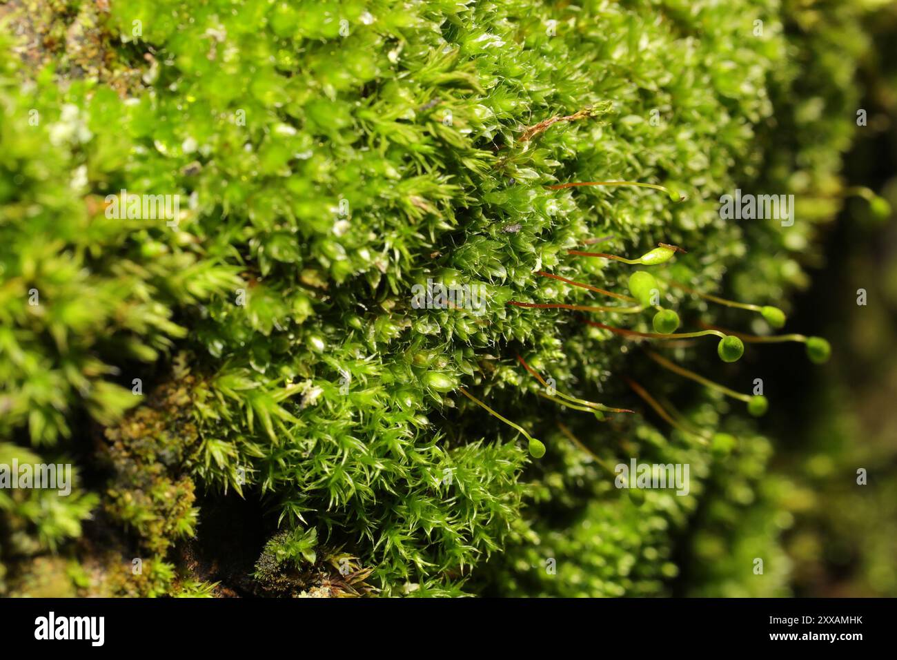 Capillary Thread-moss (Ptychostomum capillare) Plantae Stock Photo - Alamy