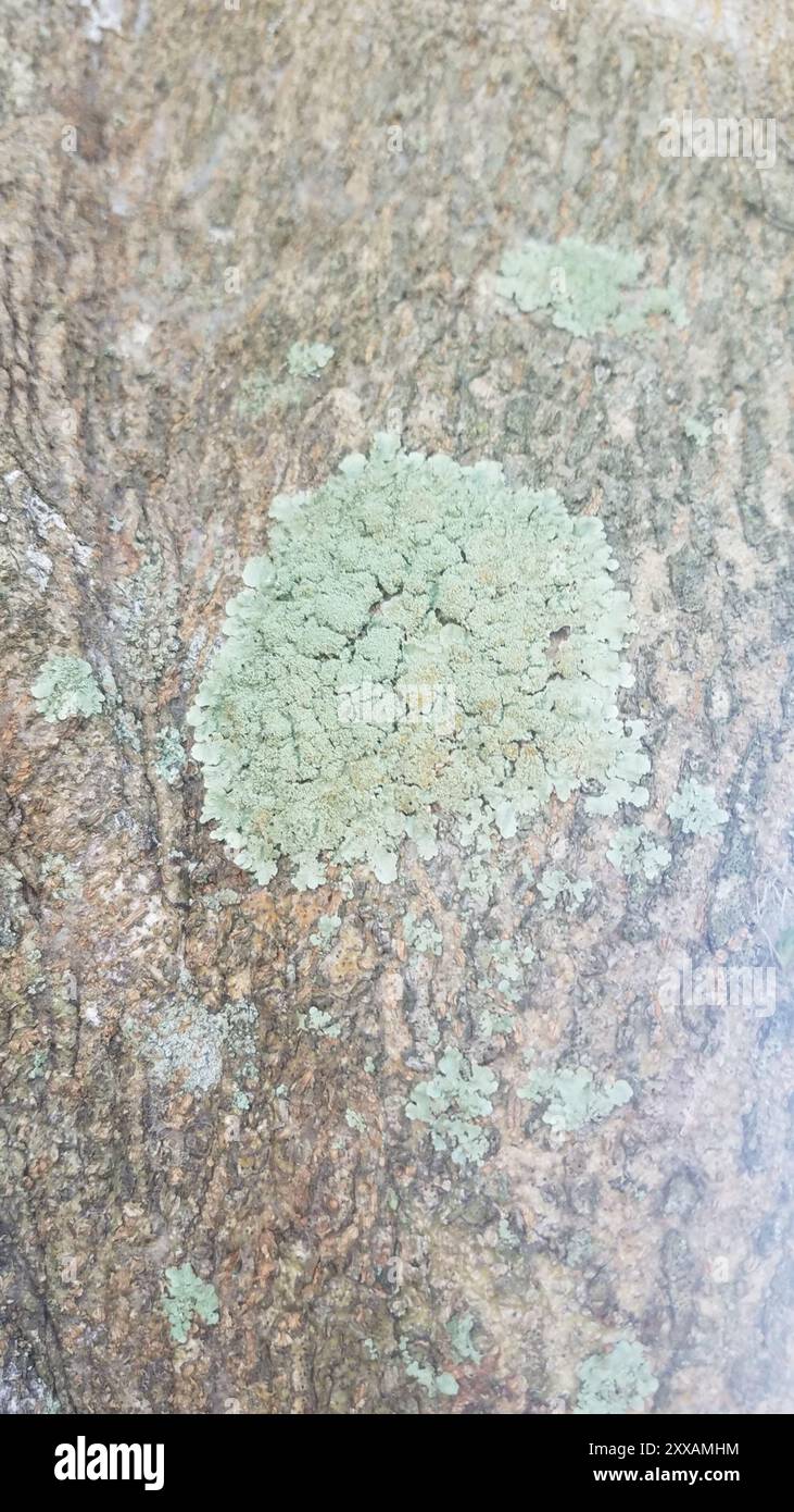 common greenshield lichen (Flavoparmelia caperata) Fungi Stock Photo ...