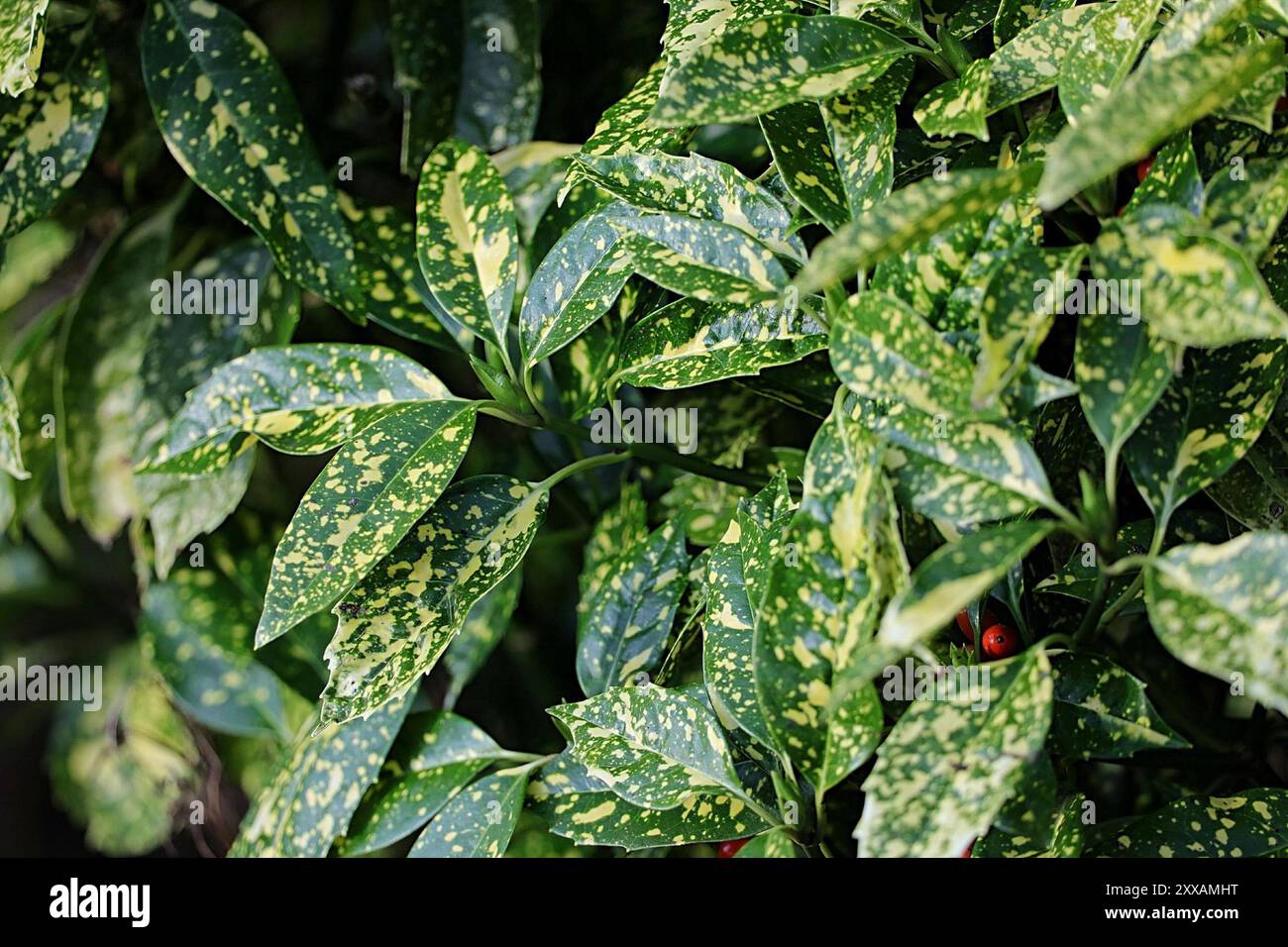 Japanese aucuba (Aucuba japonica) Plantae Stock Photo - Alamy