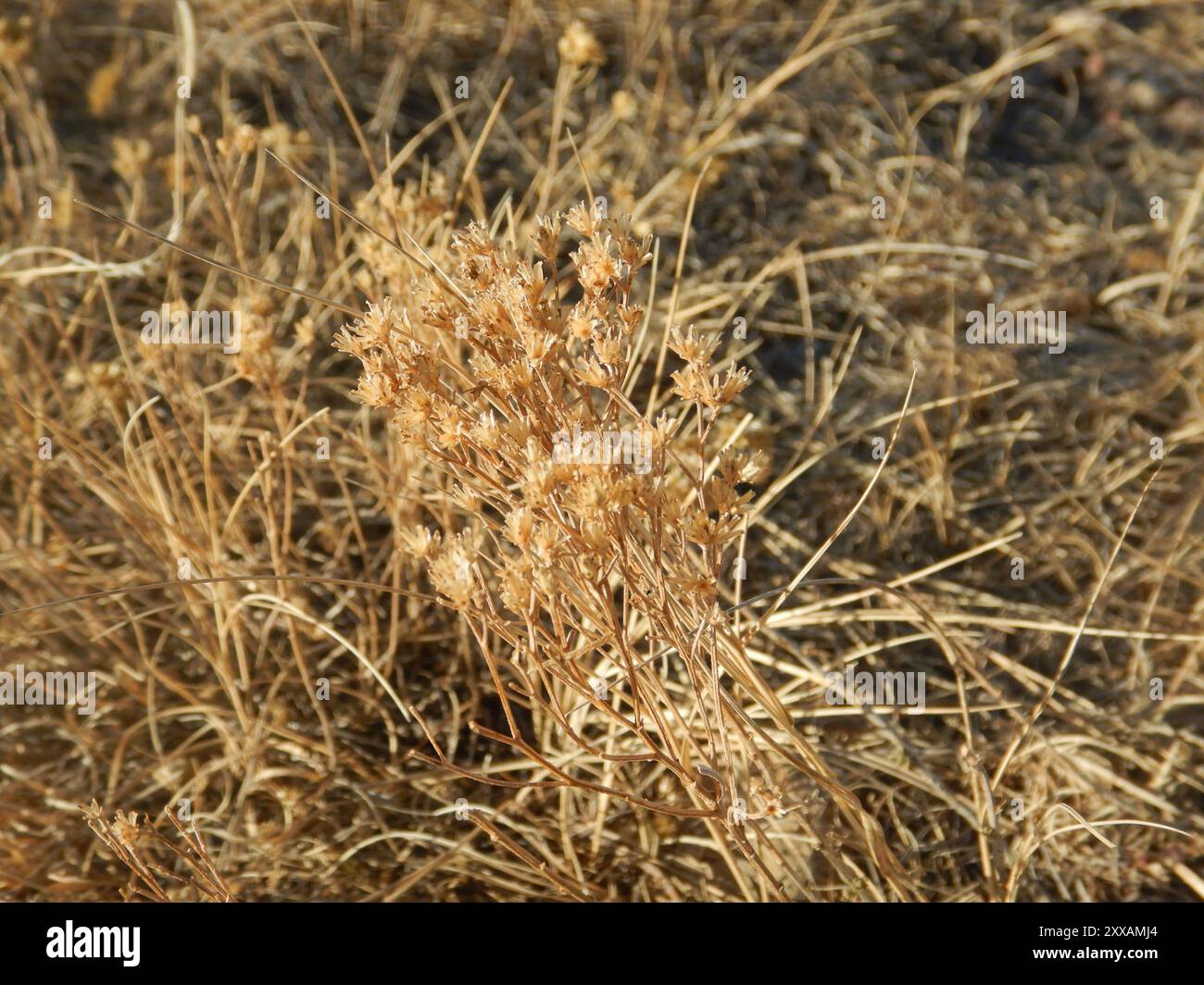 vascular plants (Tracheophyta) Plantae Stock Photo - Alamy