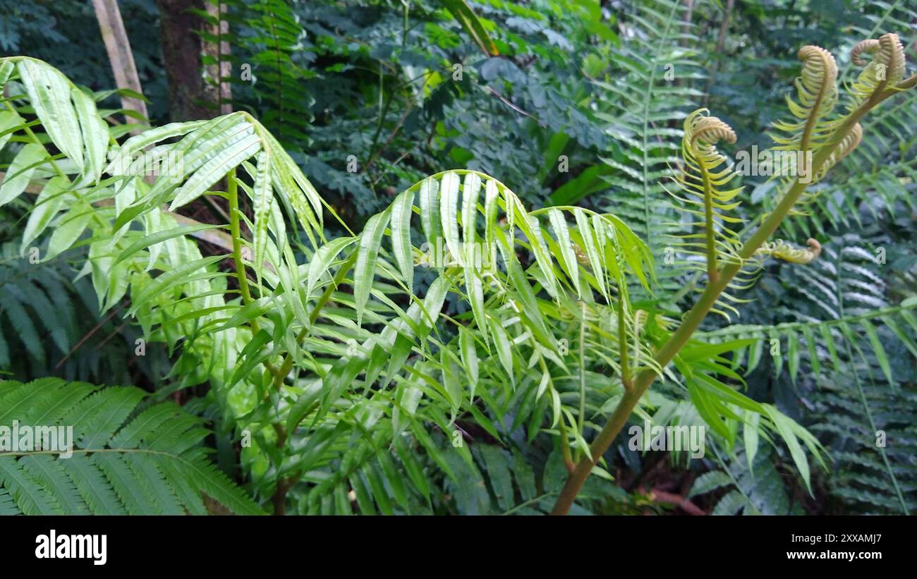 king fern (Angiopteris evecta) Plantae Stock Photo - Alamy